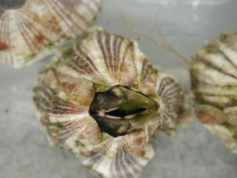 What's In The Clam Bag?