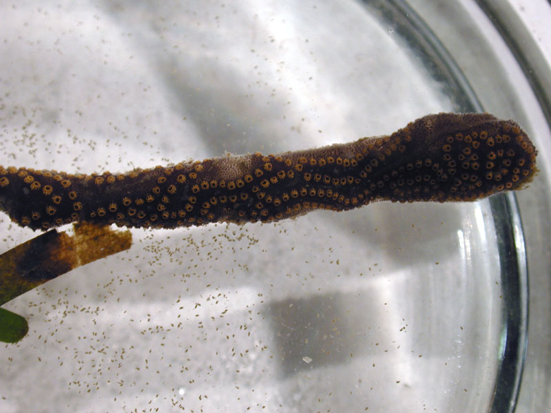 Biographical Sketch: Blob-like + Encrusting