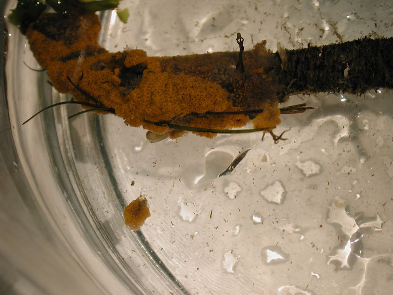 What's In The Clam Bag?