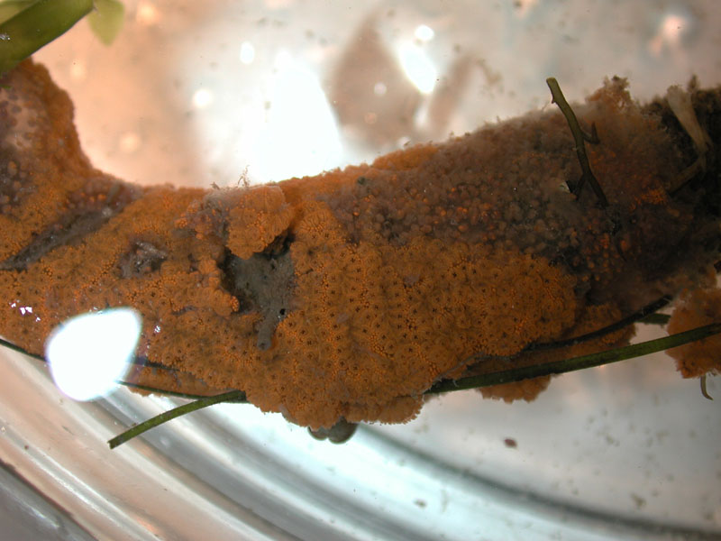 What's In The Clam Bag?