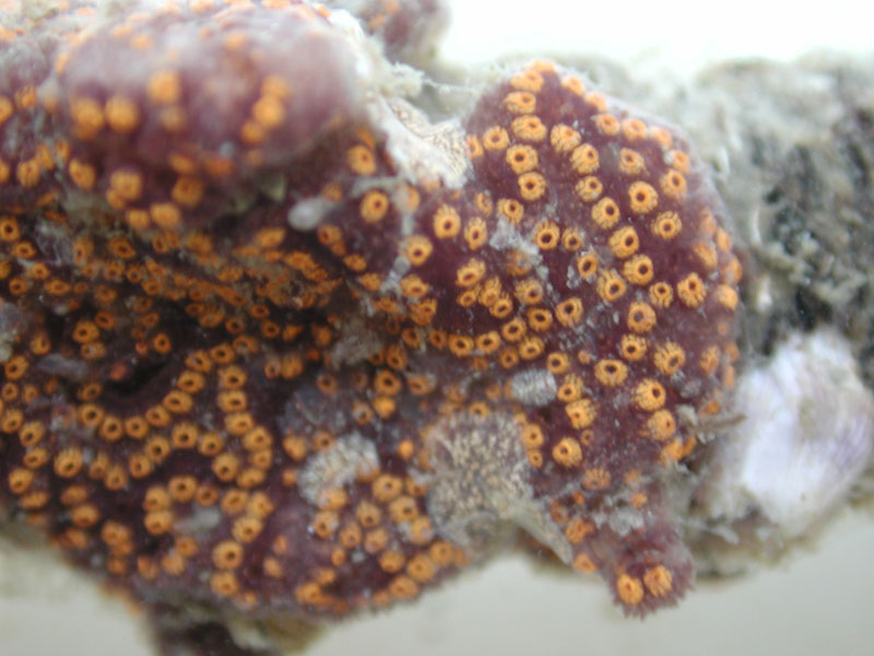 What's In The Clam Bag?