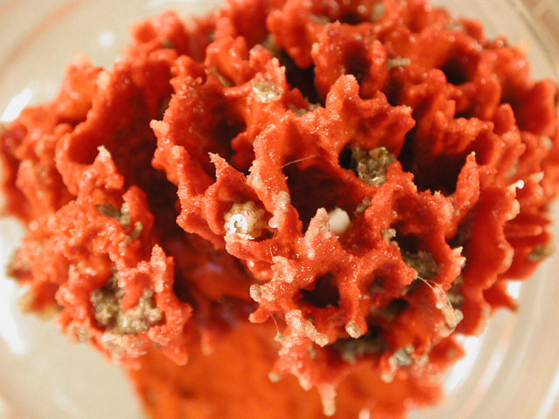 Biographical Sketch: Blob-like + Encrusting