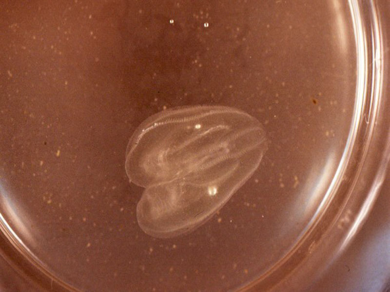 What's In The Clam Bag?