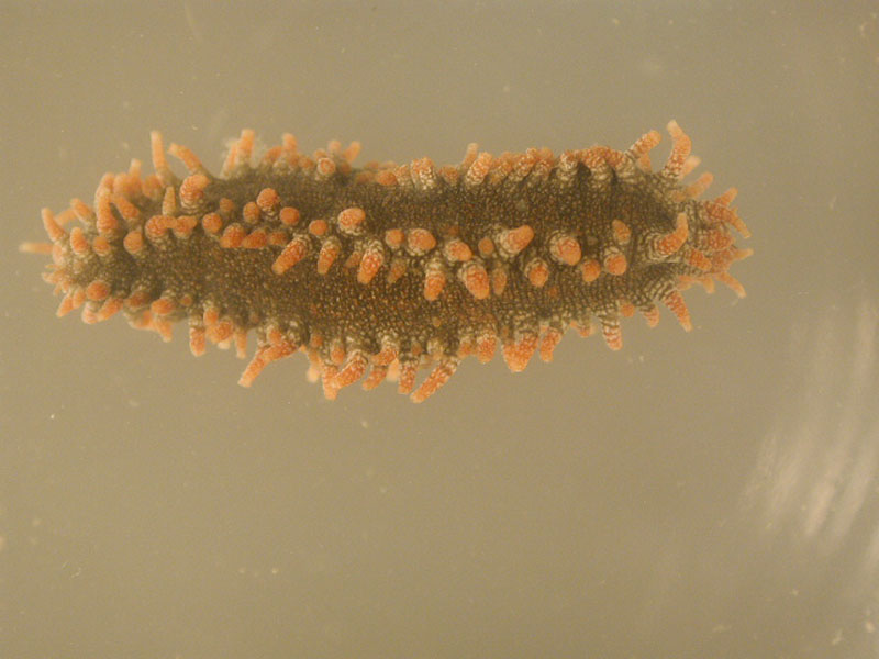 What's In The Clam Bag?