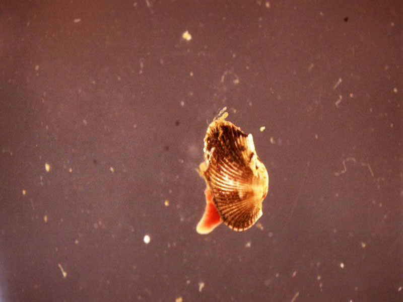 What's In The Clam Bag?