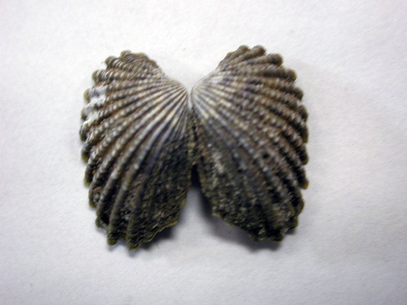 Biographical Sketch: Clam-like