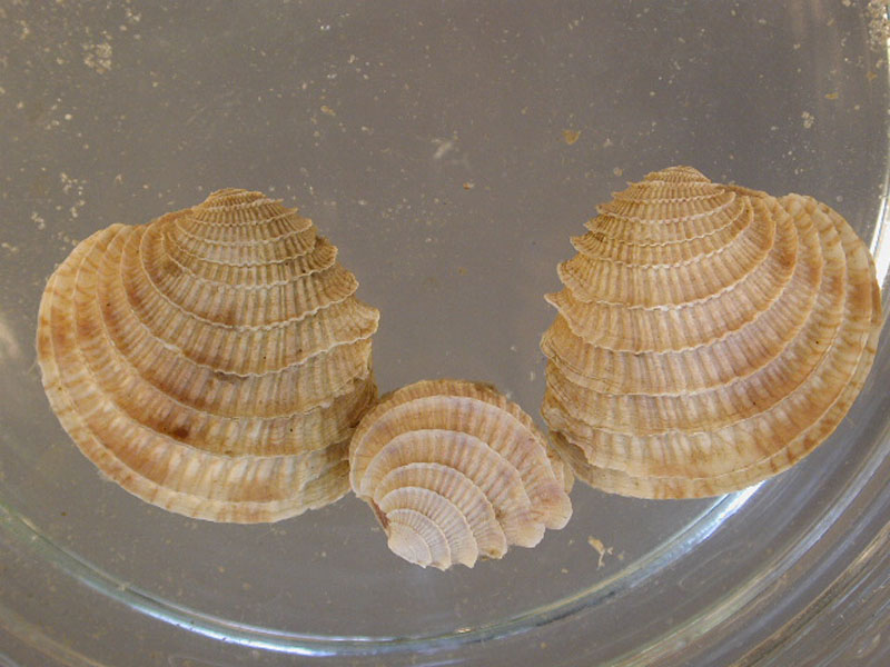 Biographical Sketch: Clam-like