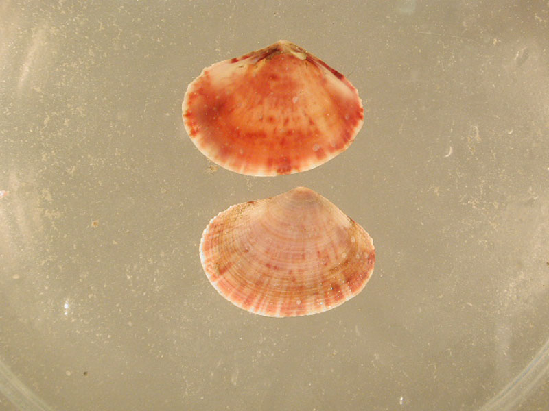 Biographical Sketch: Clam-like