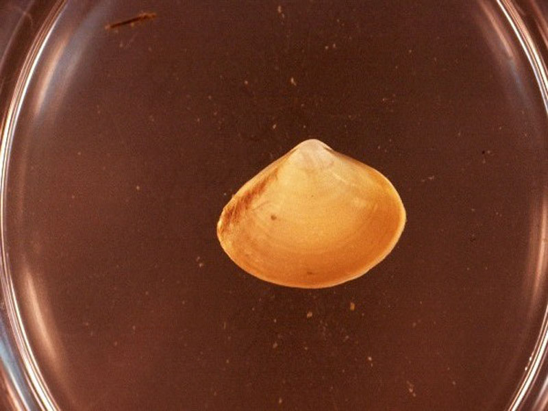 List of possible organisms