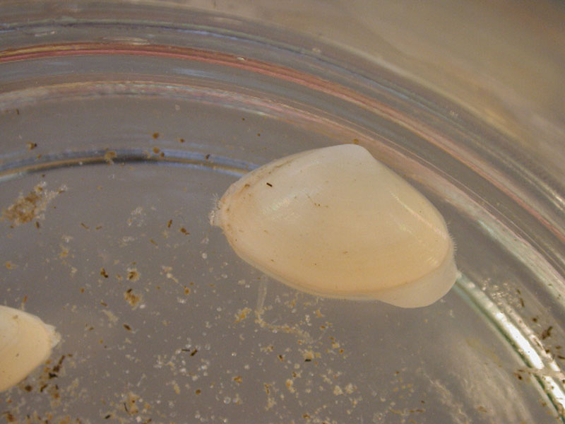 What's In The Clam Bag?