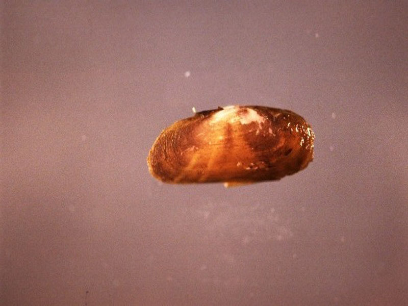 What's In The Clam Bag?