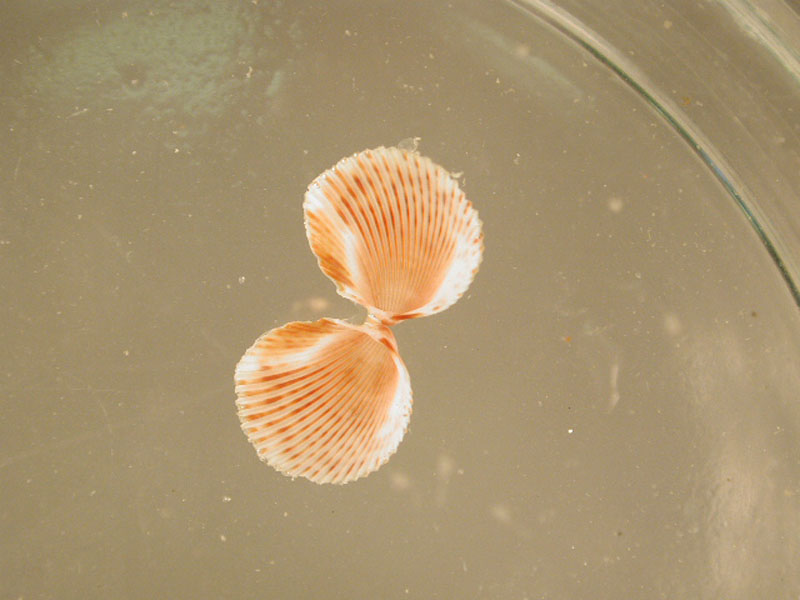 Biographical Sketch: Clam-like