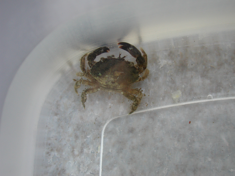 Biographical Sketch: Crab-like