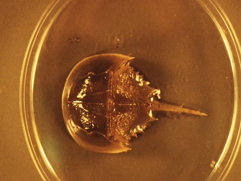 What's In The Clam Bag?