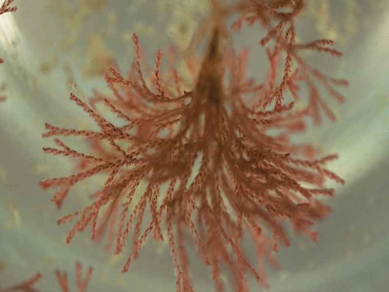 What's In The Clam Bag?