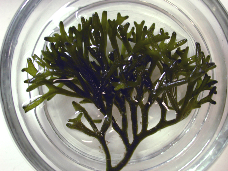 What's In The Clam Bag?