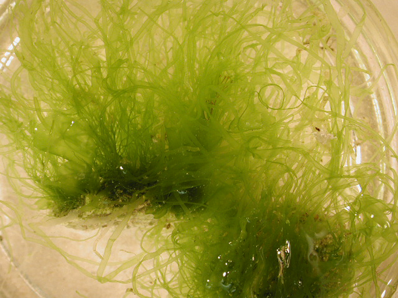 List of possible organisms