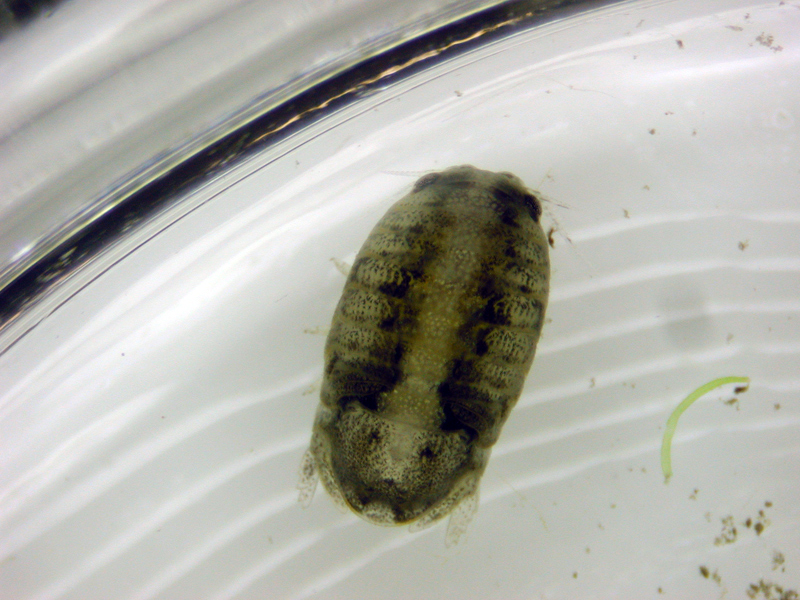 Biographical Sketch: Shrimp-like