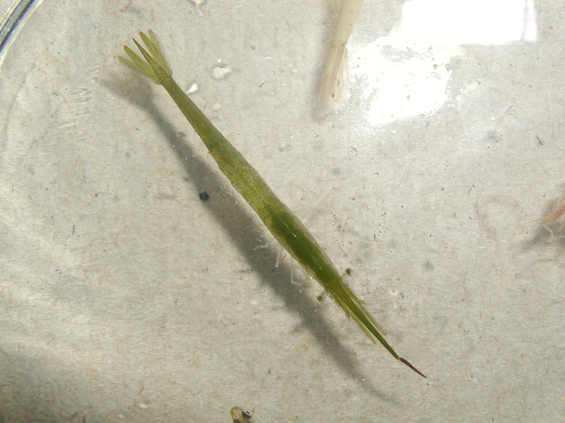 Biographical Sketch: Shrimp-like