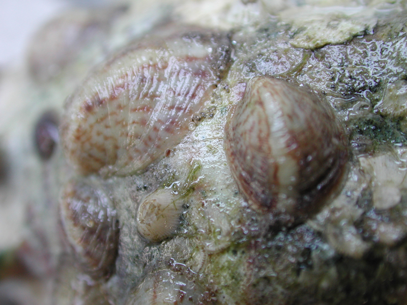 Biographical Sketch: Snail-like