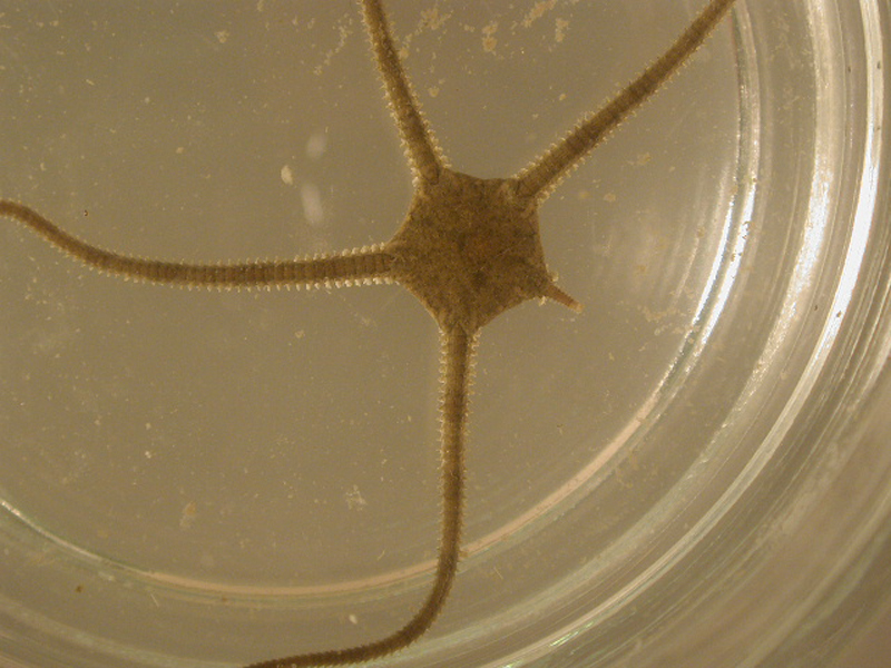 Biographical Sketch: Starfish-like