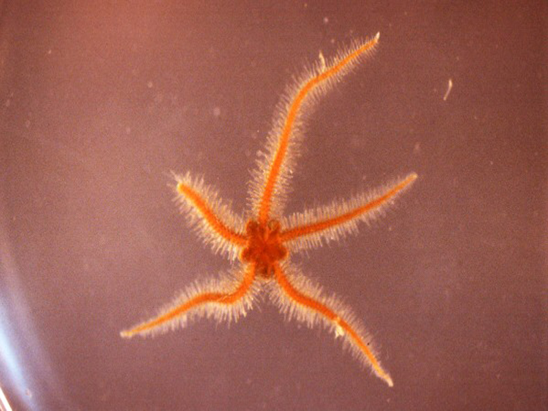 Biographical Sketch: Starfish-like