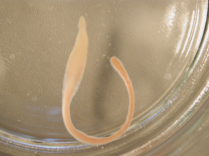 Biographical Sketch: Worm-like