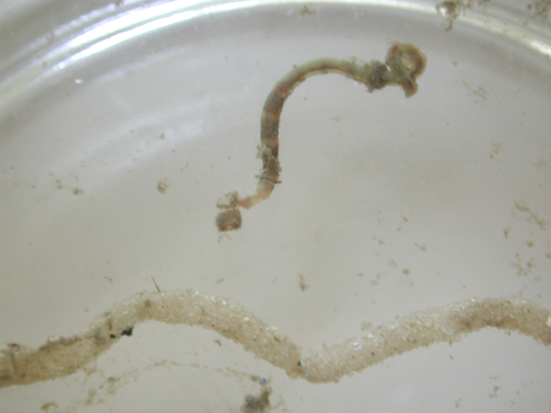 Biographical Sketch: Worm-like