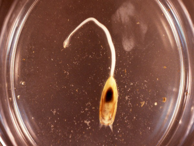 Biographical Sketch: Worm-like