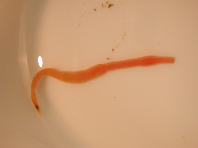 Biographical Sketch: Worm-like