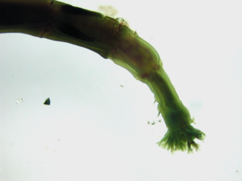 Biographical Sketch: Worm-like