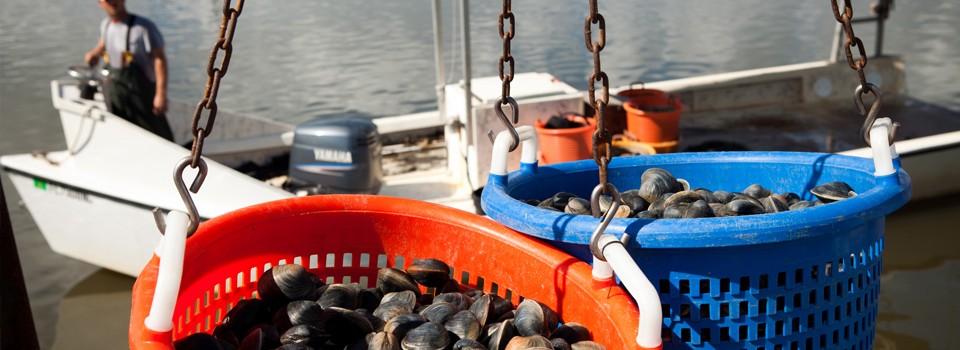 About Us - Florida Shellfish Aquaculture Online Resource Guide