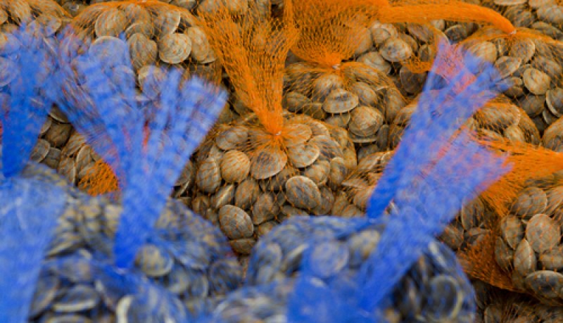 Sunray Venus Clams: A New Species to Diversify the Florida Clam ...