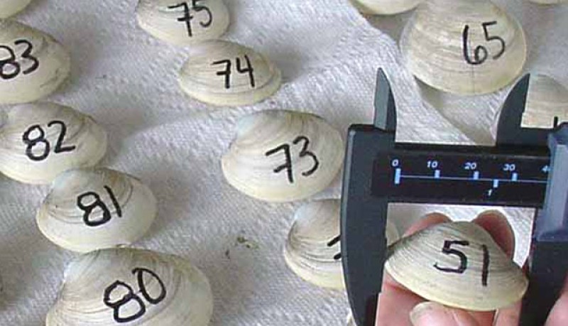 Sunray Venus Clams: A New Species to Diversify the Florida Clam ...