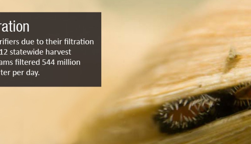 Sunray Venus Clams: A New Species to Diversify the Florida Clam ...