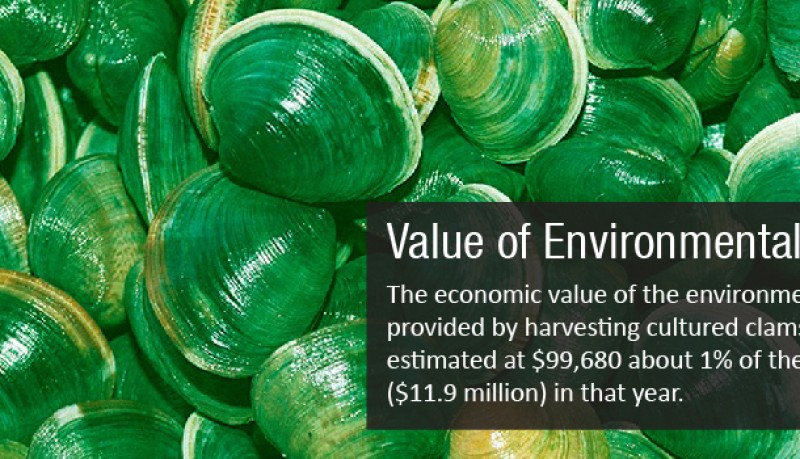 Sunray Venus Clams: A New Species to Diversify the Florida Clam ...