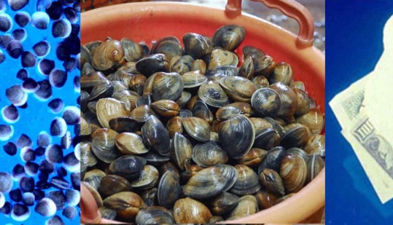 Sunray Venus Clams: A New Species to Diversify the Florida Clam ...