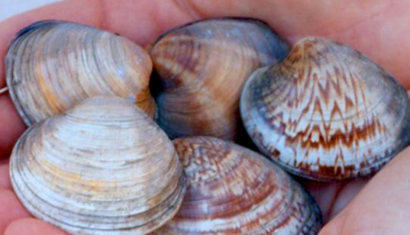 Sunray Venus Clams: A New Species to Diversify the Florida Clam ...