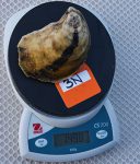 Harvesting UF Field Trials - Florida Shellfish Aquaculture Online ...