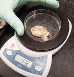 Harvesting UF Field Trials - Florida Shellfish Aquaculture Online ...