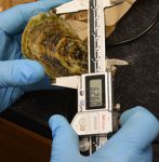 Harvesting UF Field Trials - Florida Shellfish Aquaculture Online ...