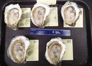 Harvesting UF Field Trials - Florida Shellfish Aquaculture Online ...