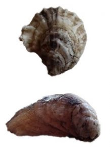 Harvesting UF Field Trials - Florida Shellfish Aquaculture Online ...