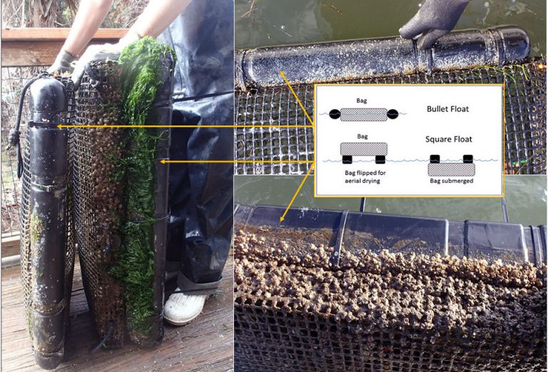 Sampling UF Field Trials - Florida Shellfish Aquaculture Online ...