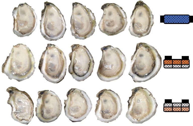 Floating Gear Comparison for Off-bottom Oyster Culture - Florida ...