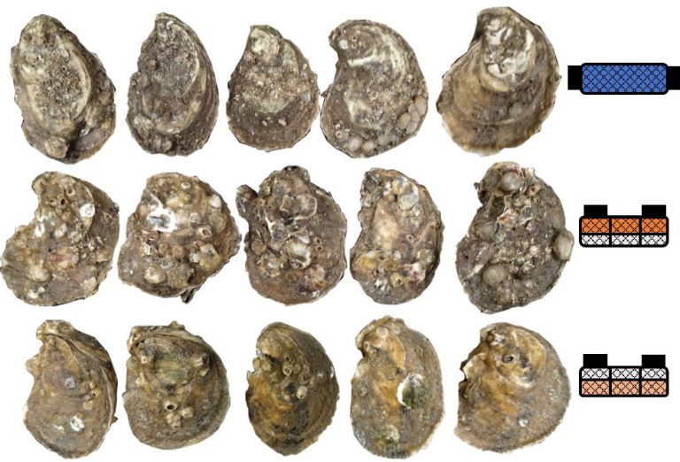Floating Gear Comparison for Off-bottom Oyster Culture - Florida ...