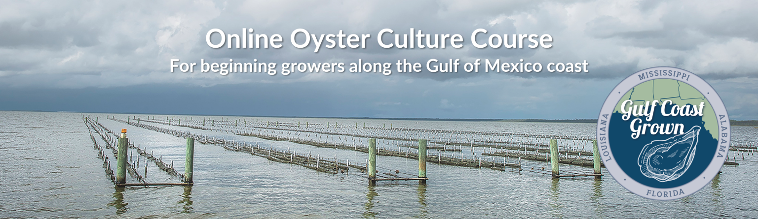 Online Oyster Culture Course - Florida Shellfish Aquaculture Online ...