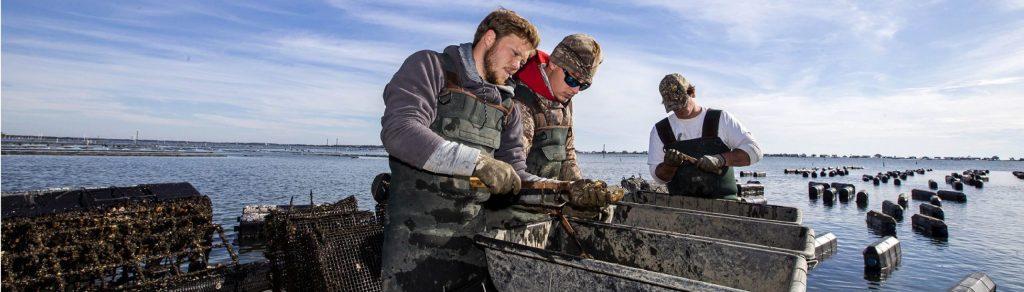 Online Oyster Culture Course - Florida Shellfish Aquaculture Online Resource Guide
