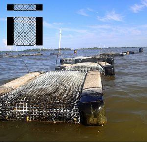 Sampling UF Field Trials - Florida Shellfish Aquaculture Online ...