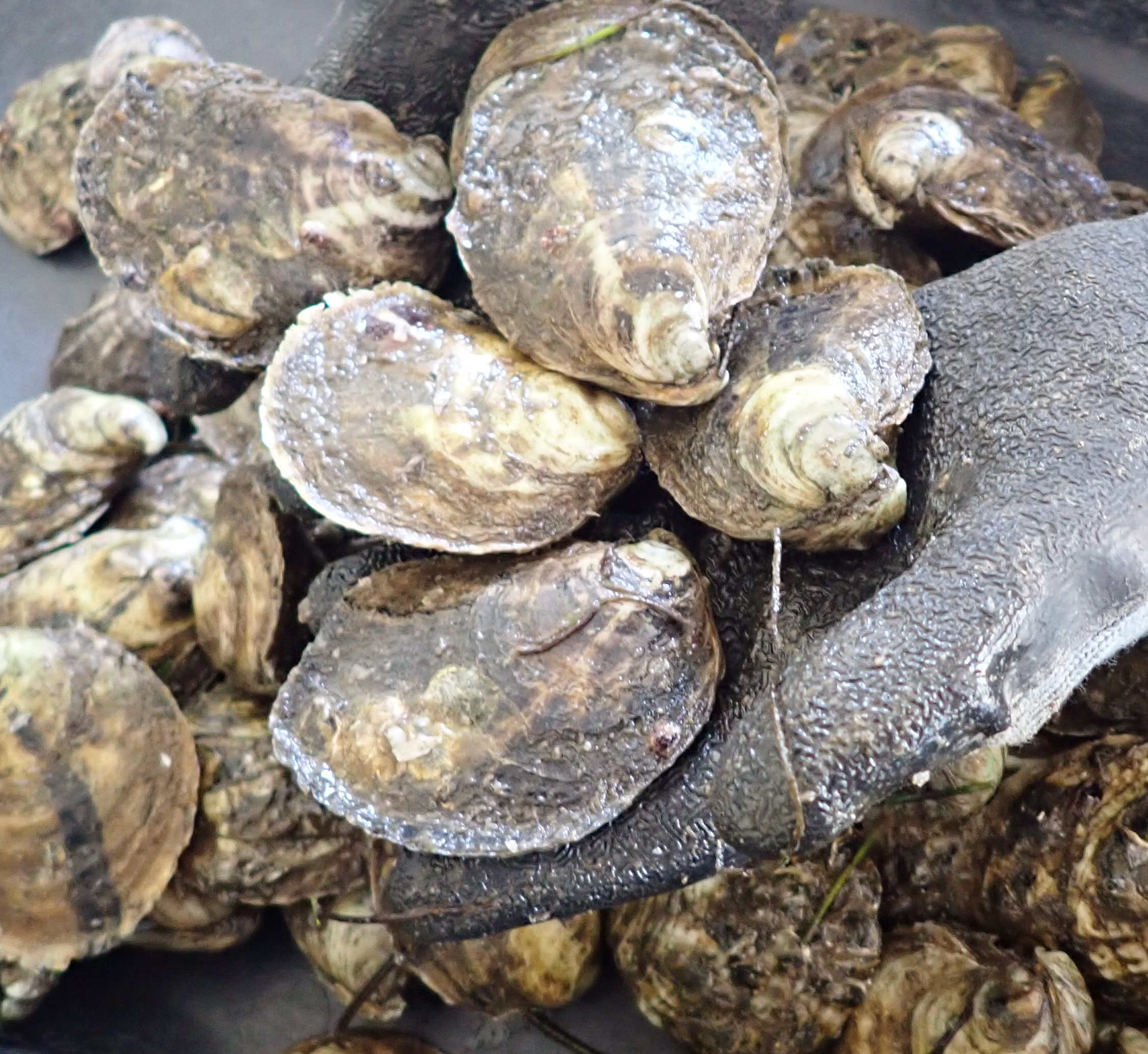 Shellfish Crop Insurance Program - Florida Shellfish Aquaculture